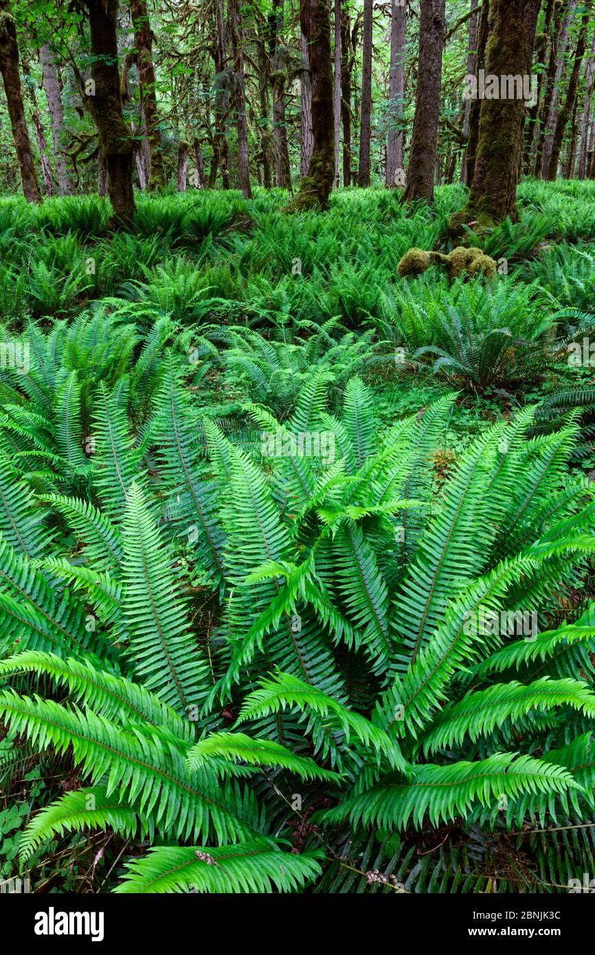 Western swordferns hi-res stock photography and images - Alamy