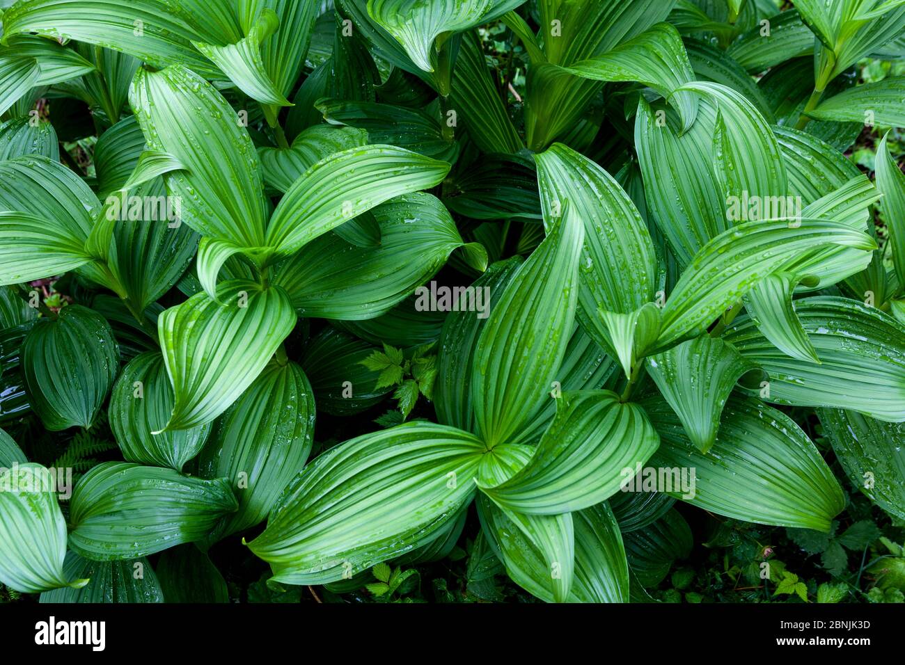 Green false hellebore (Veratrum viride) in Olympic National Park ...