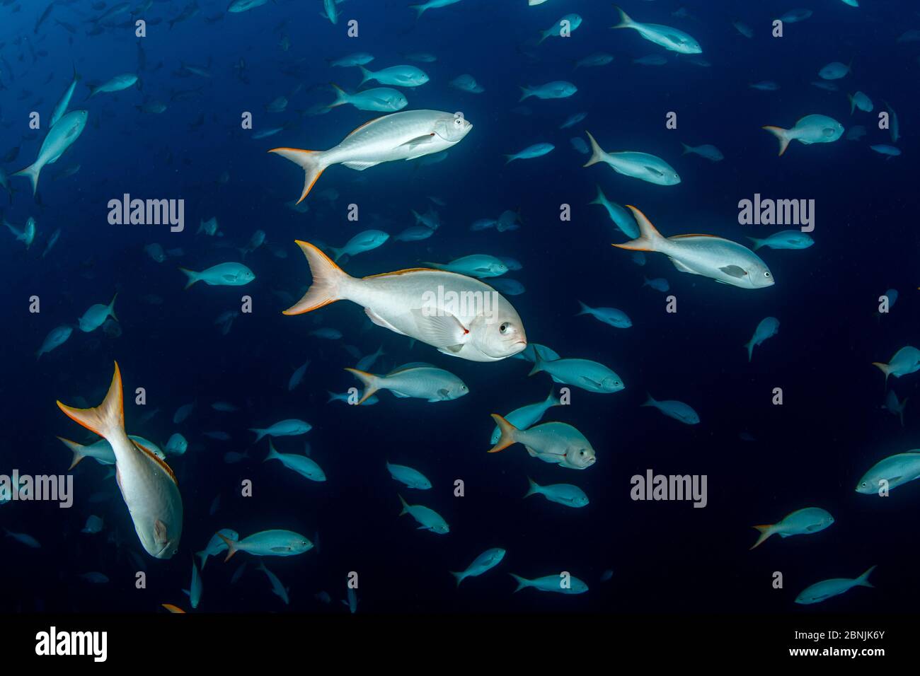Pacific creolefish (Paranthias colonus) Roca Partida close to San ...