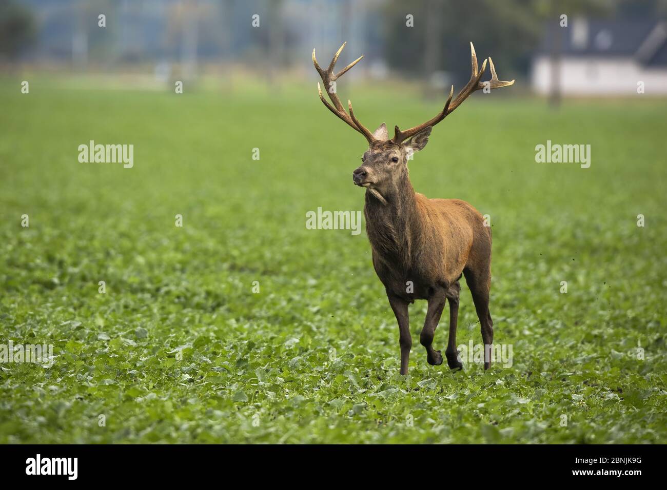 Running stag hi-res stock photography and images - Alamy