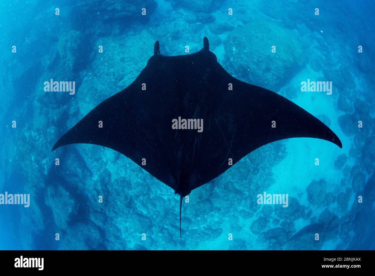 Giant manta ray (Manta birostris) seen from above, Revillagigedo ...
