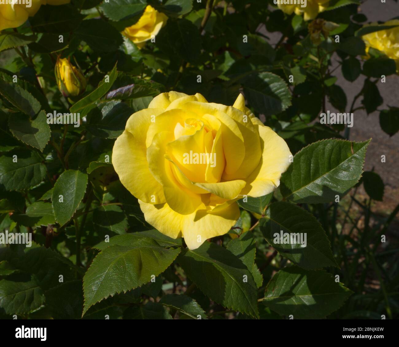 Flower heats hi-res stock photography and images - Alamy