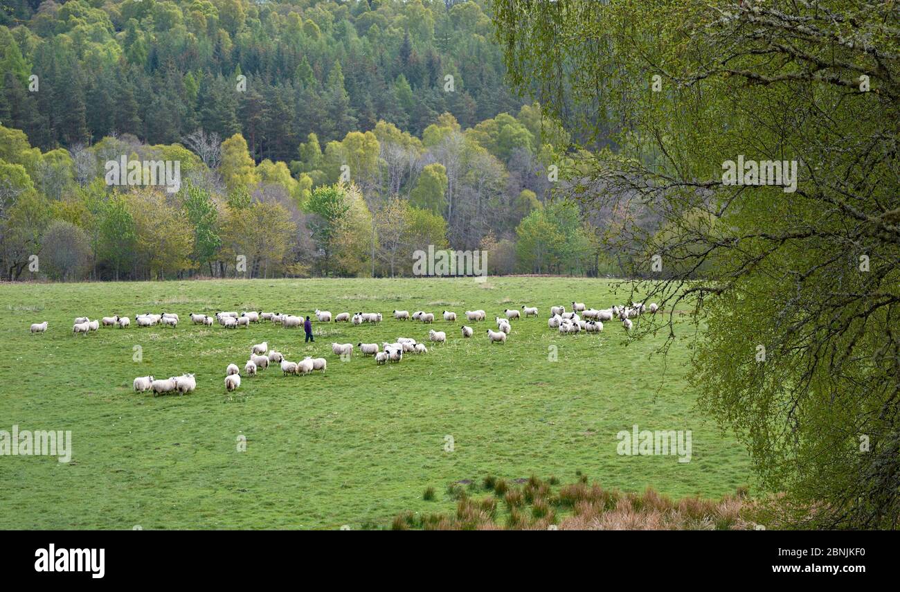 SPEYSIDE WAY MORAY SCOTLAND FLOCK OF BLACKFACE SHEEP AND SHEPHERD ...