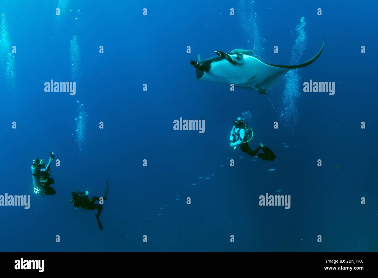 Giant manta ray (Manta birostris) with scuba divers below, El Boiler ...