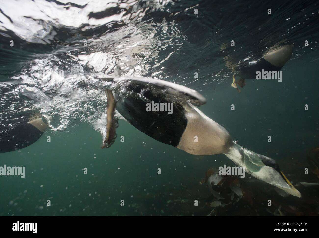 Common eider ducks (Somateria molissima) male diving for food in shallow water, Straumen ...
