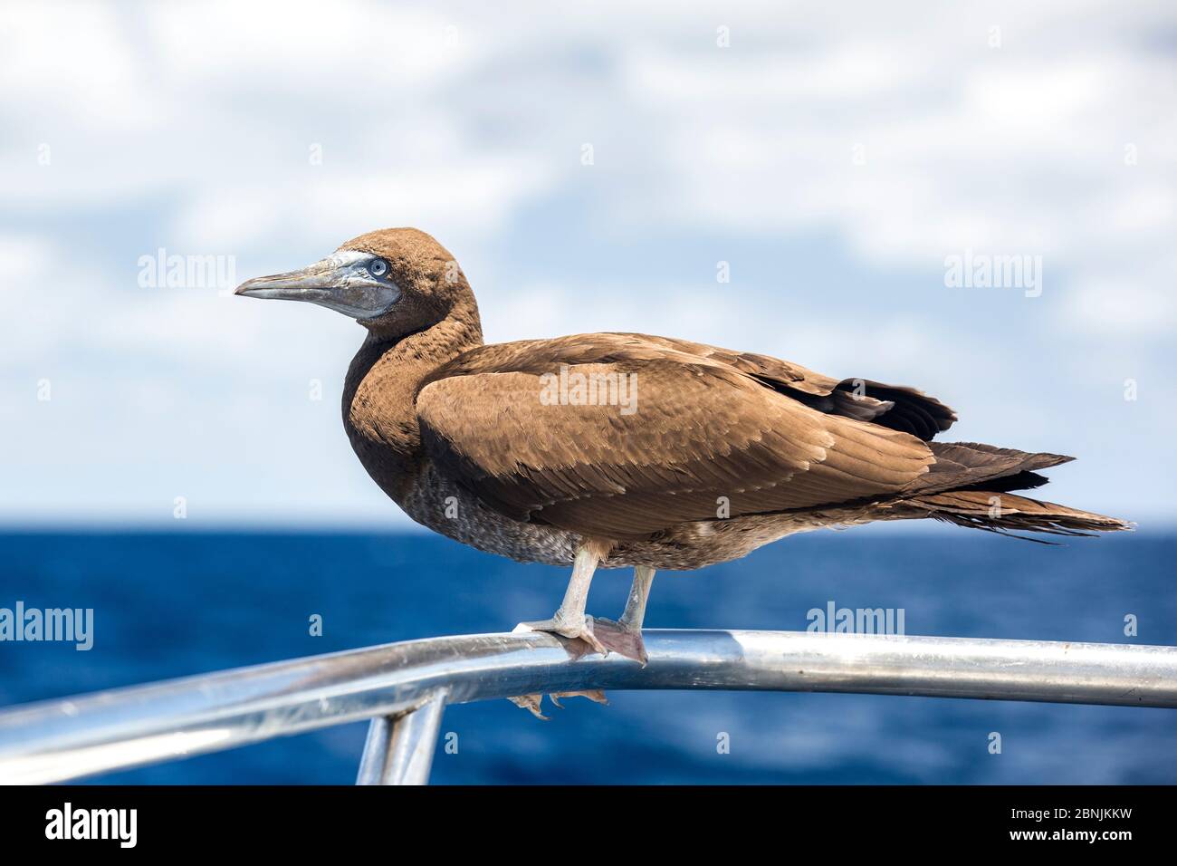 Brown booby (Sula leucogaster) on boat rail, San Benedicto ...