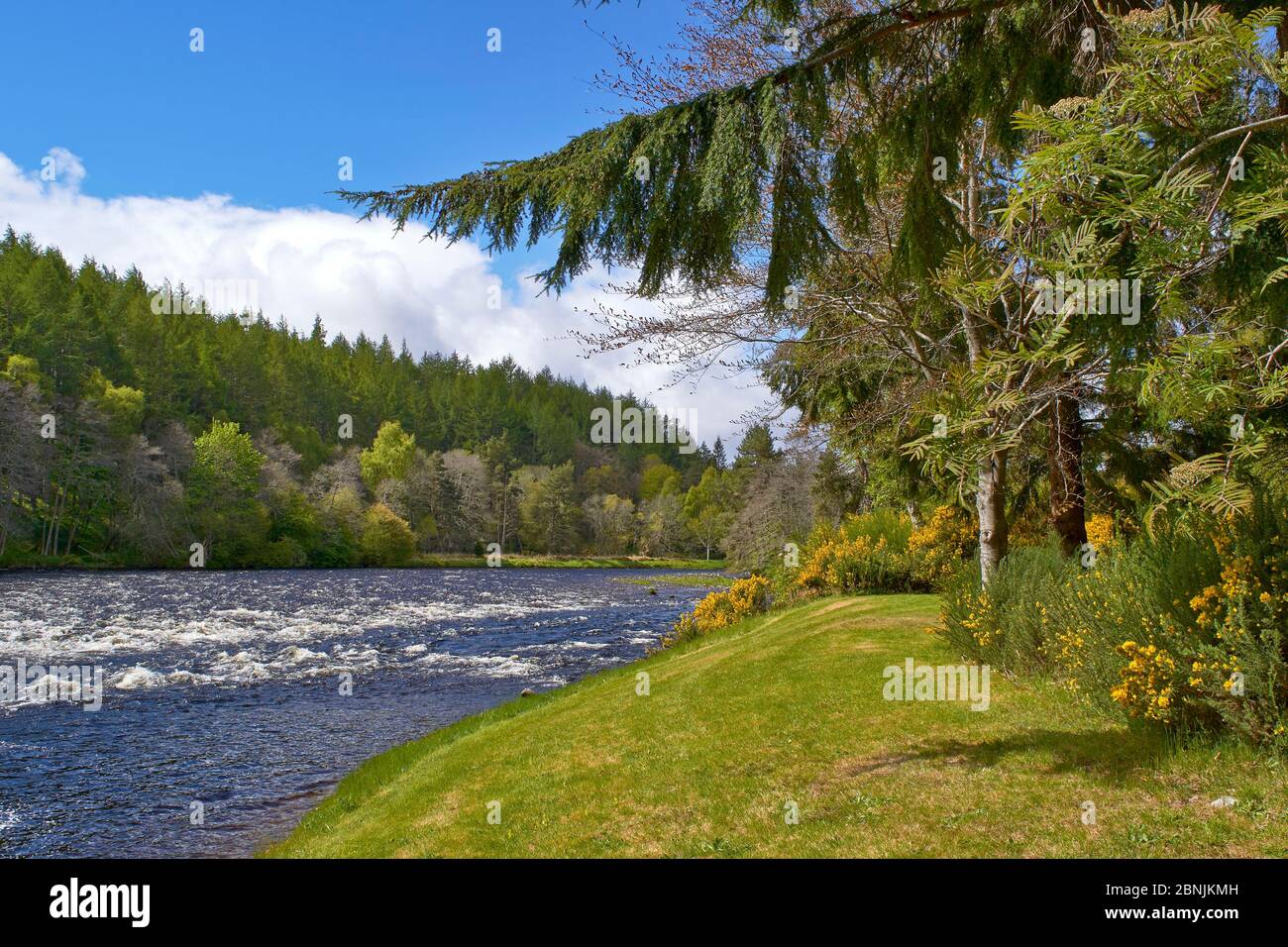 SPEYSIDE WAY MORAY SCOTLAND THE RIVER SPEY IN SPRING NEAR TAMDHU PART ...