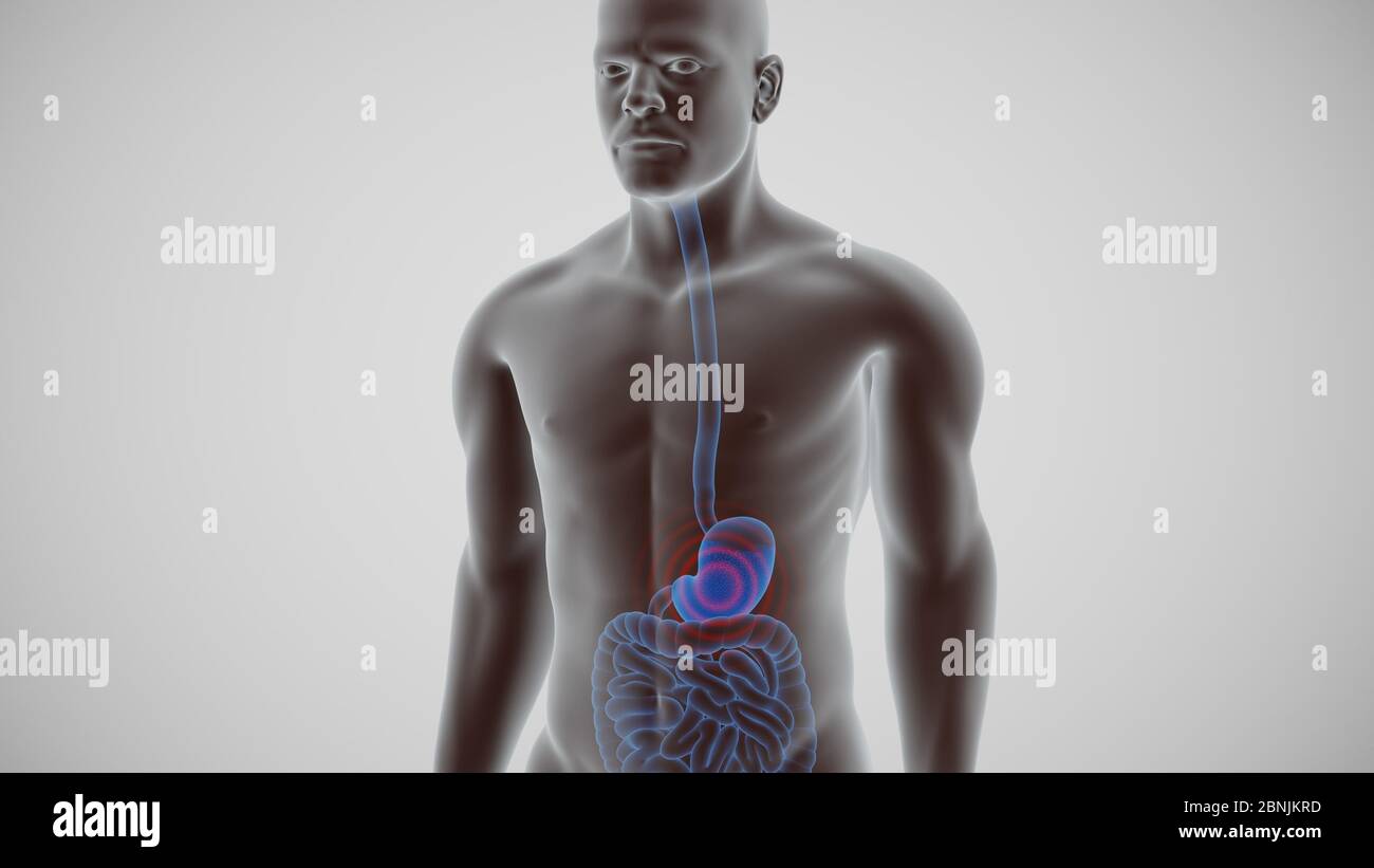 3d illustration of the human digestive system. stomach and guts Stock ...