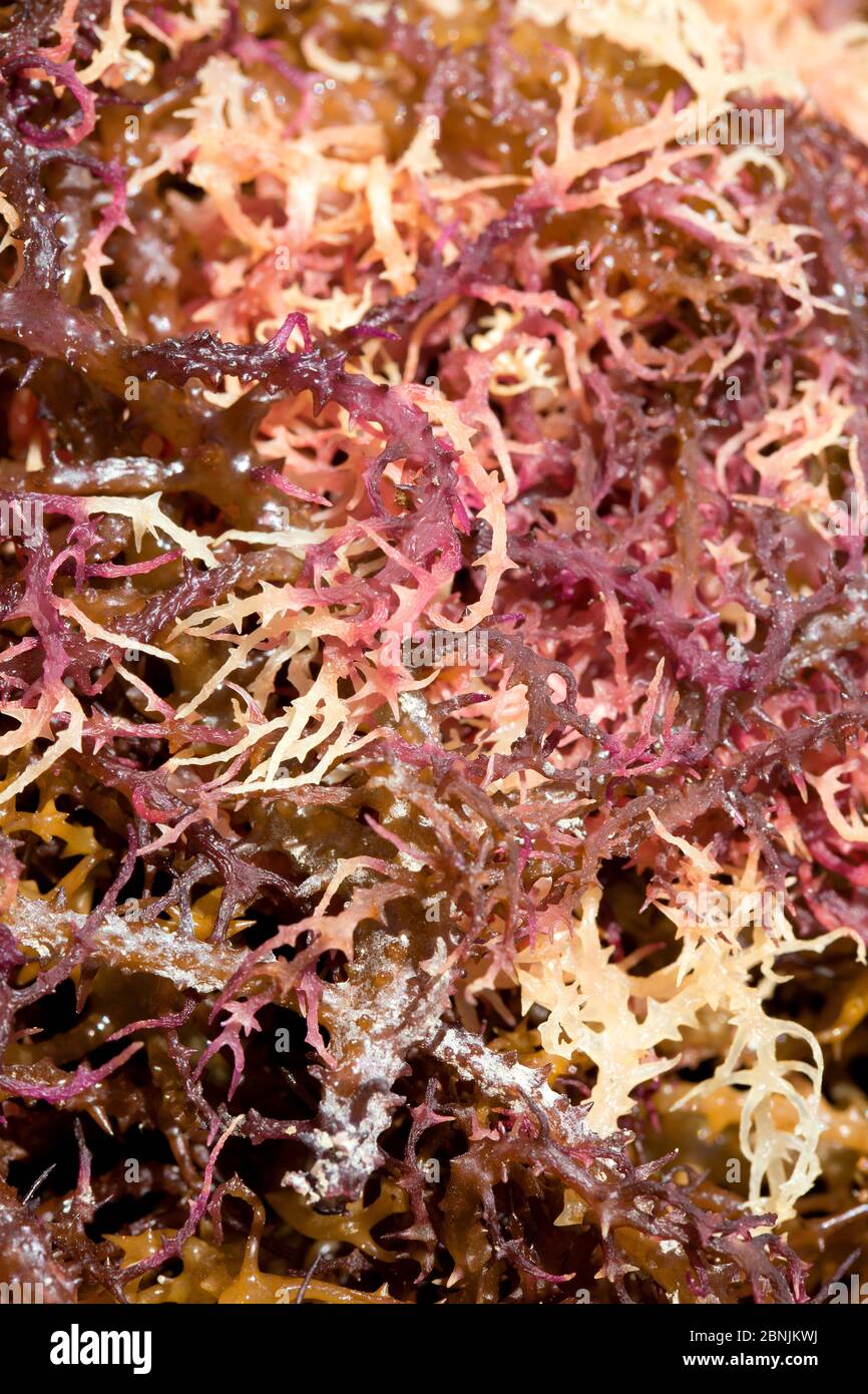 Eucheuma cottonii hi-res stock photography and images - Alamy