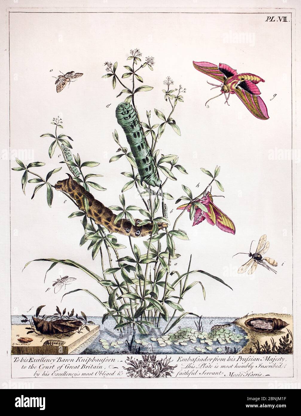 Historical illustration of Large elephant hawk moth (Deilephila elpenor ...
