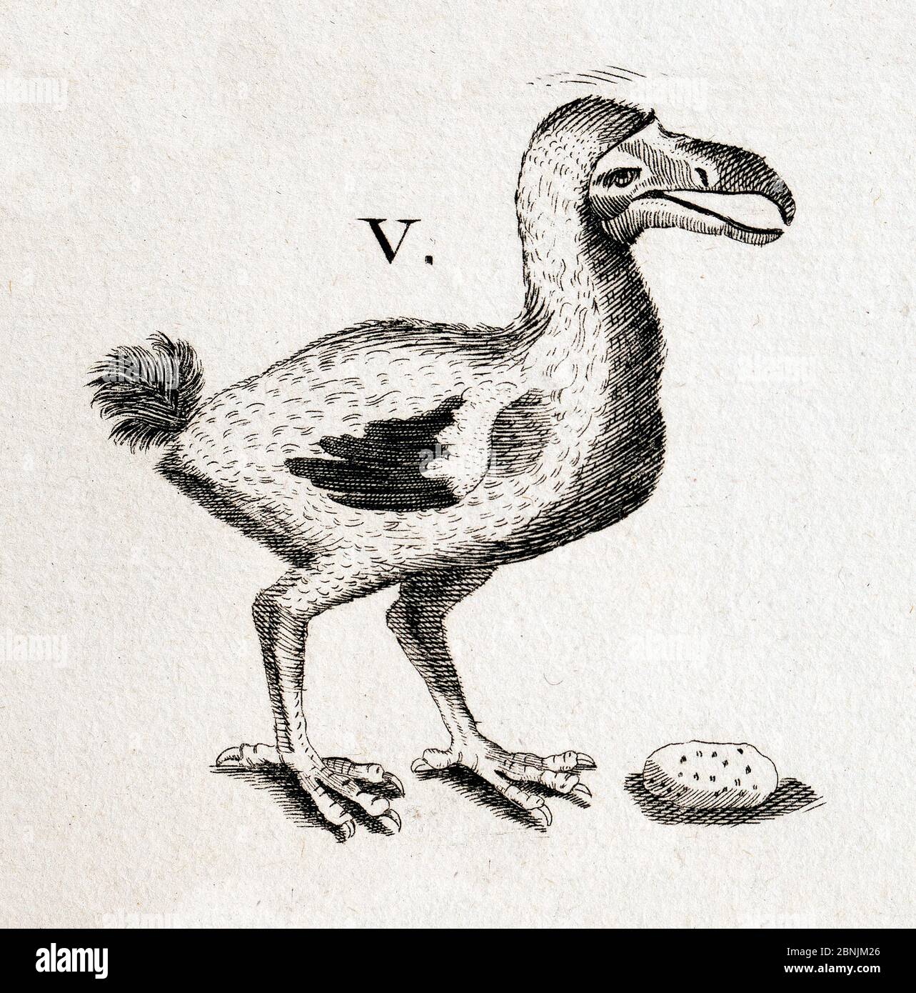 Historical copper plate illustration of Dodo (Raphus cucullatus) and ...