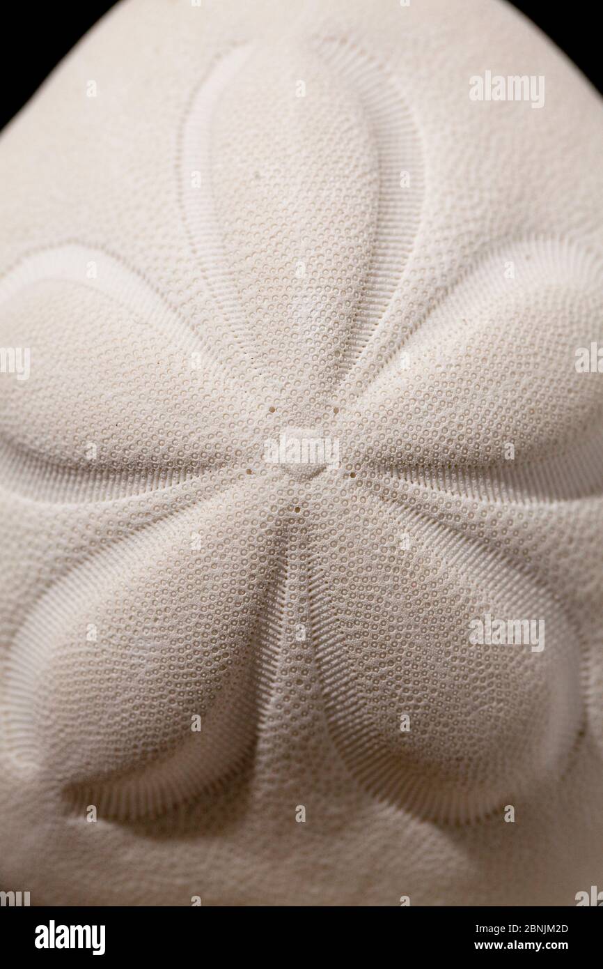 Biscuit sand hi-res stock photography and images - Alamy