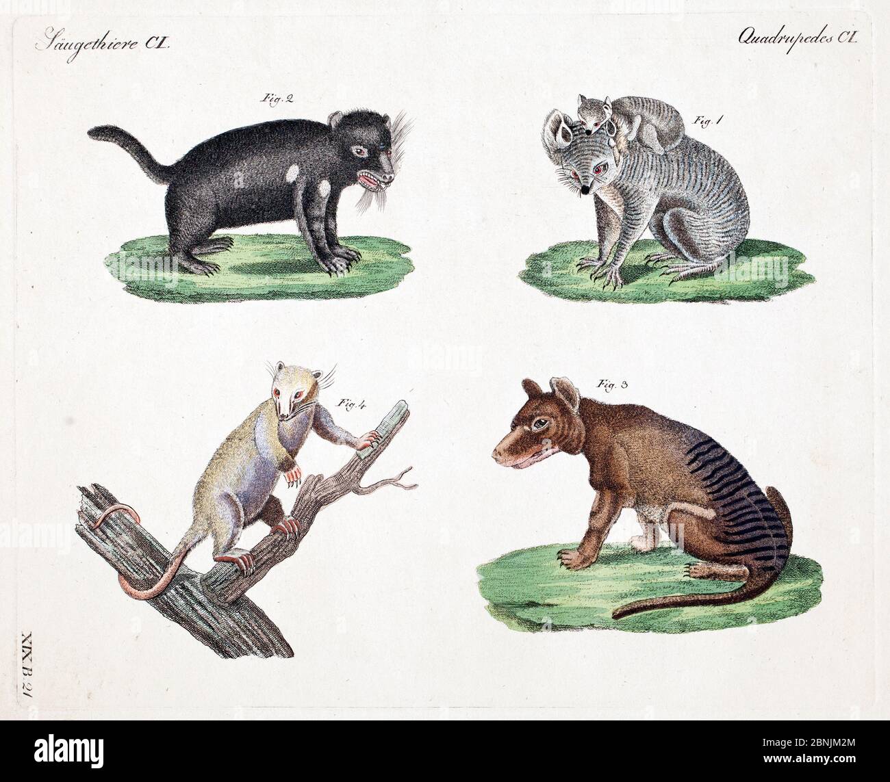 Illustrations of Thylacine (Thylacinus cynocephalus), Tasmanian Devil ...