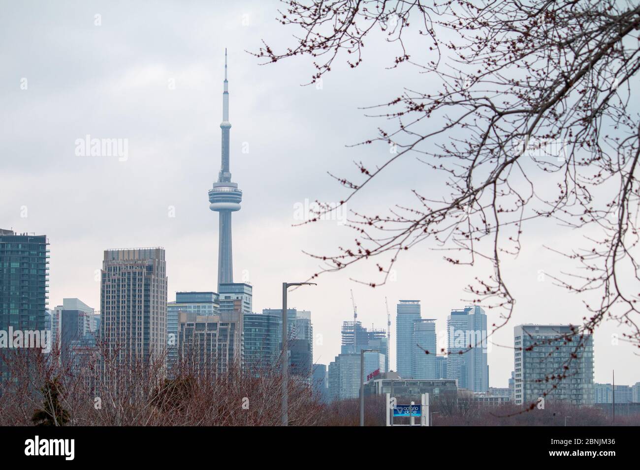 Toronto skyline on a cloudy day with budding tree in foreground Stock ...