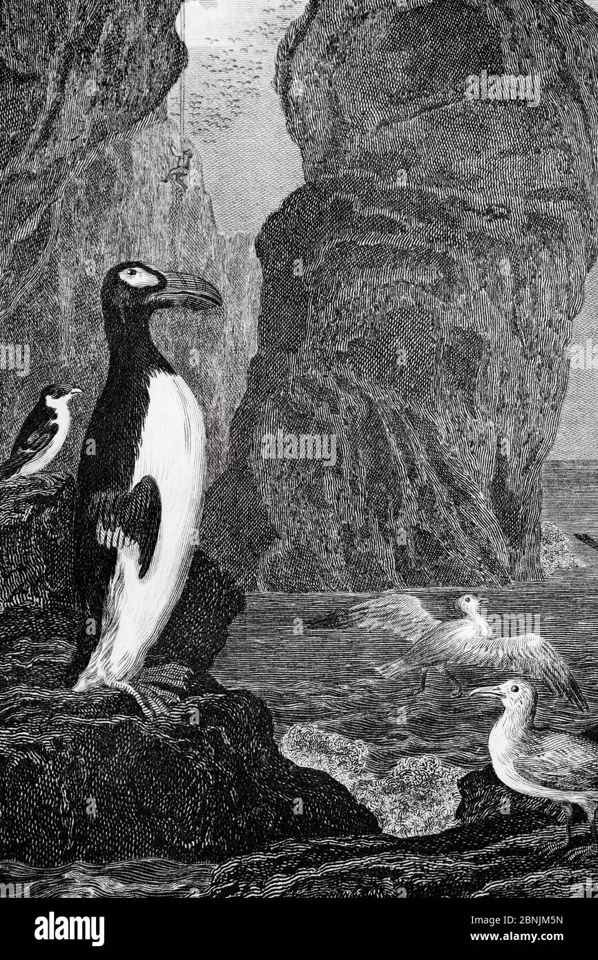 Great auk extinct hi-res stock photography and images - Alamy