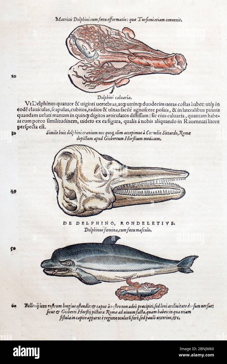 Woodcut illustration of dolphin's placenta, skull and birth by Gesner ...