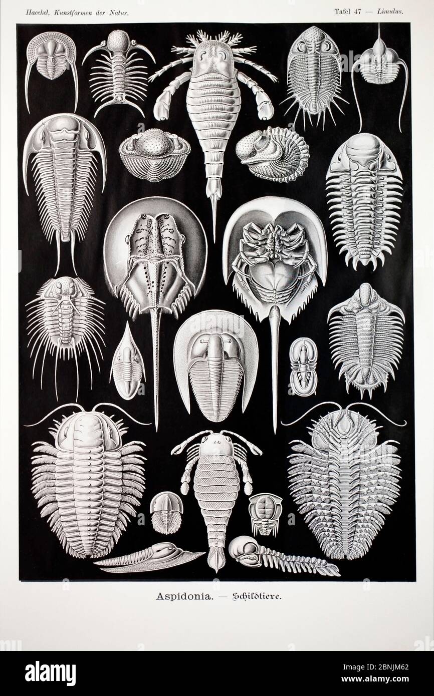 Trilobites hi-res stock photography and images - Alamy