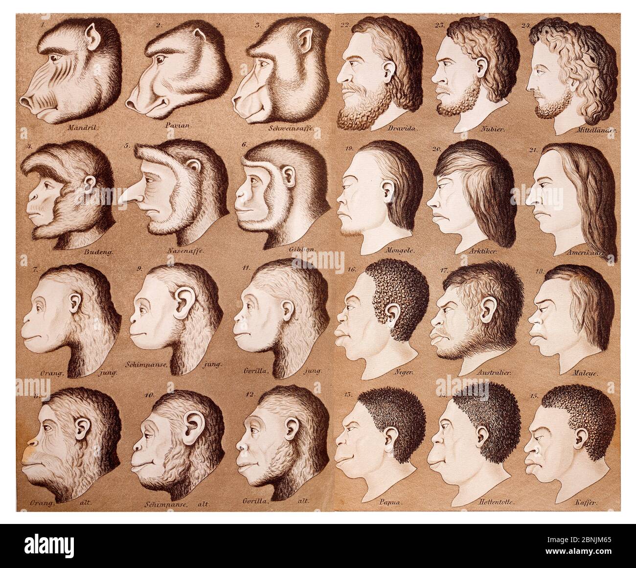 Historical illustration of humans and primates from Naturliche ...