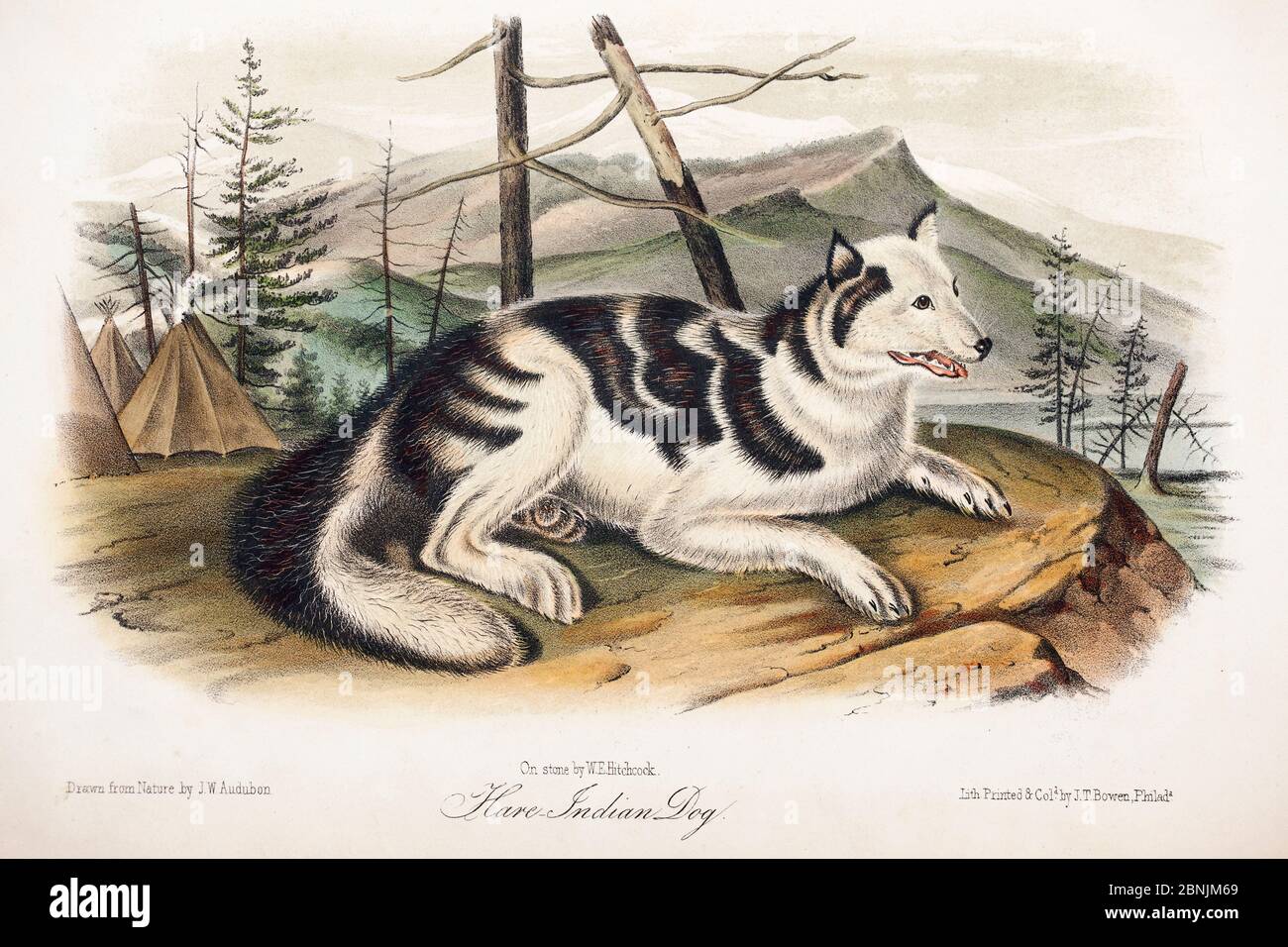 Copperplate engraving of Hare dog with contemporary hand colouring from ...