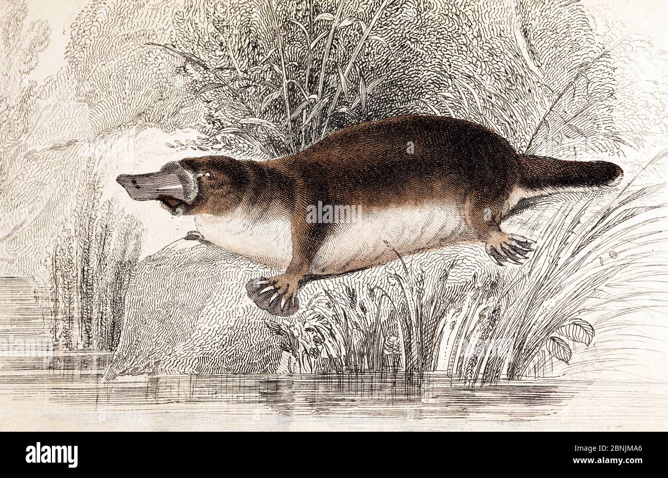 Duck billed platypus australia hi-res stock photography and images - Alamy