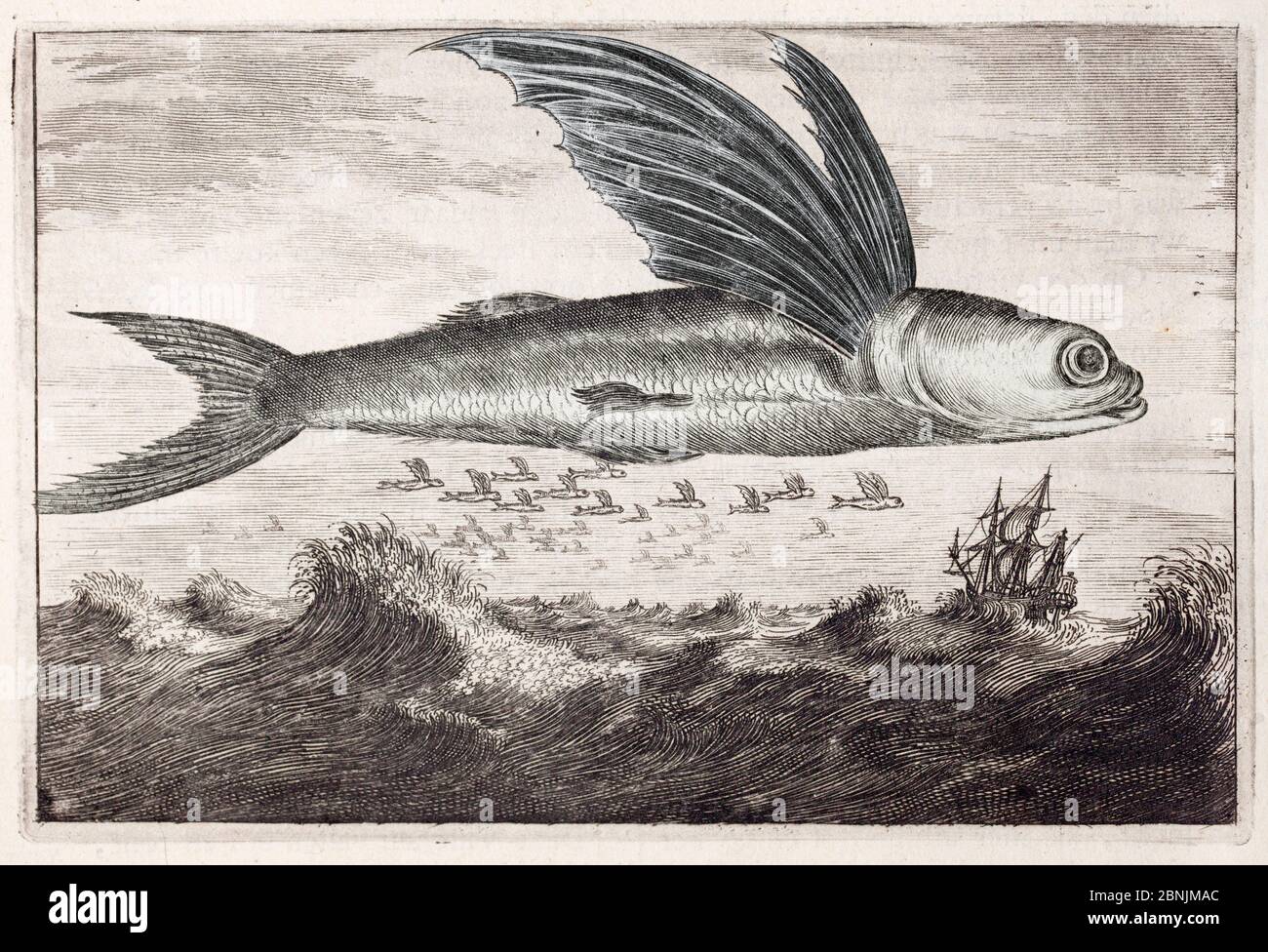 Illustration of Flying fish (Excocoetus) jumping out of water from ...