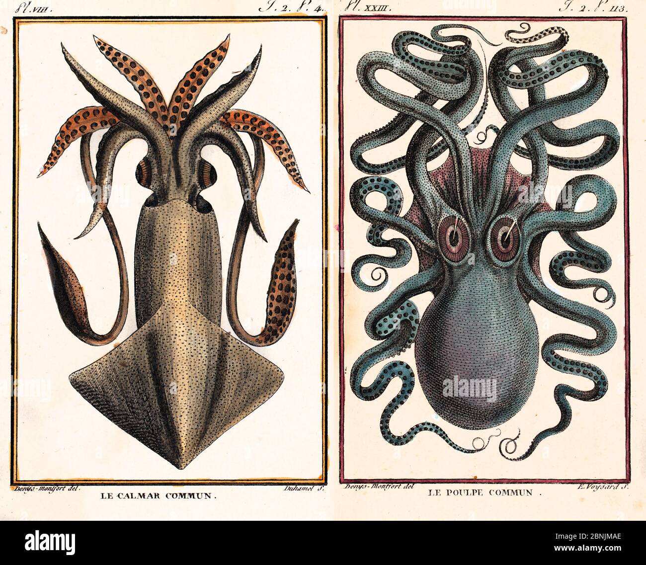 Historical illustration of Common octopus (Octopus vulgaris) and Common ...