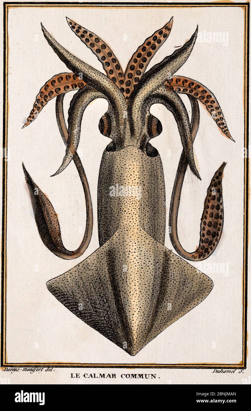 Historical illustration of Common squid (Loligo vulgaris) Pierre Denys ...