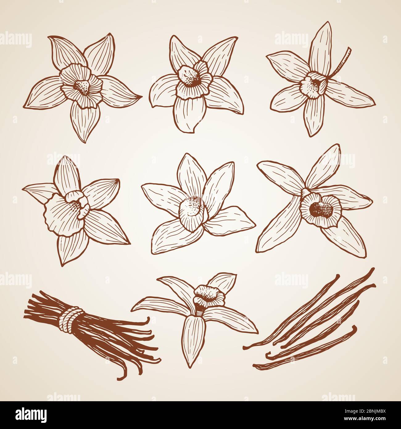Cinnamon Flower