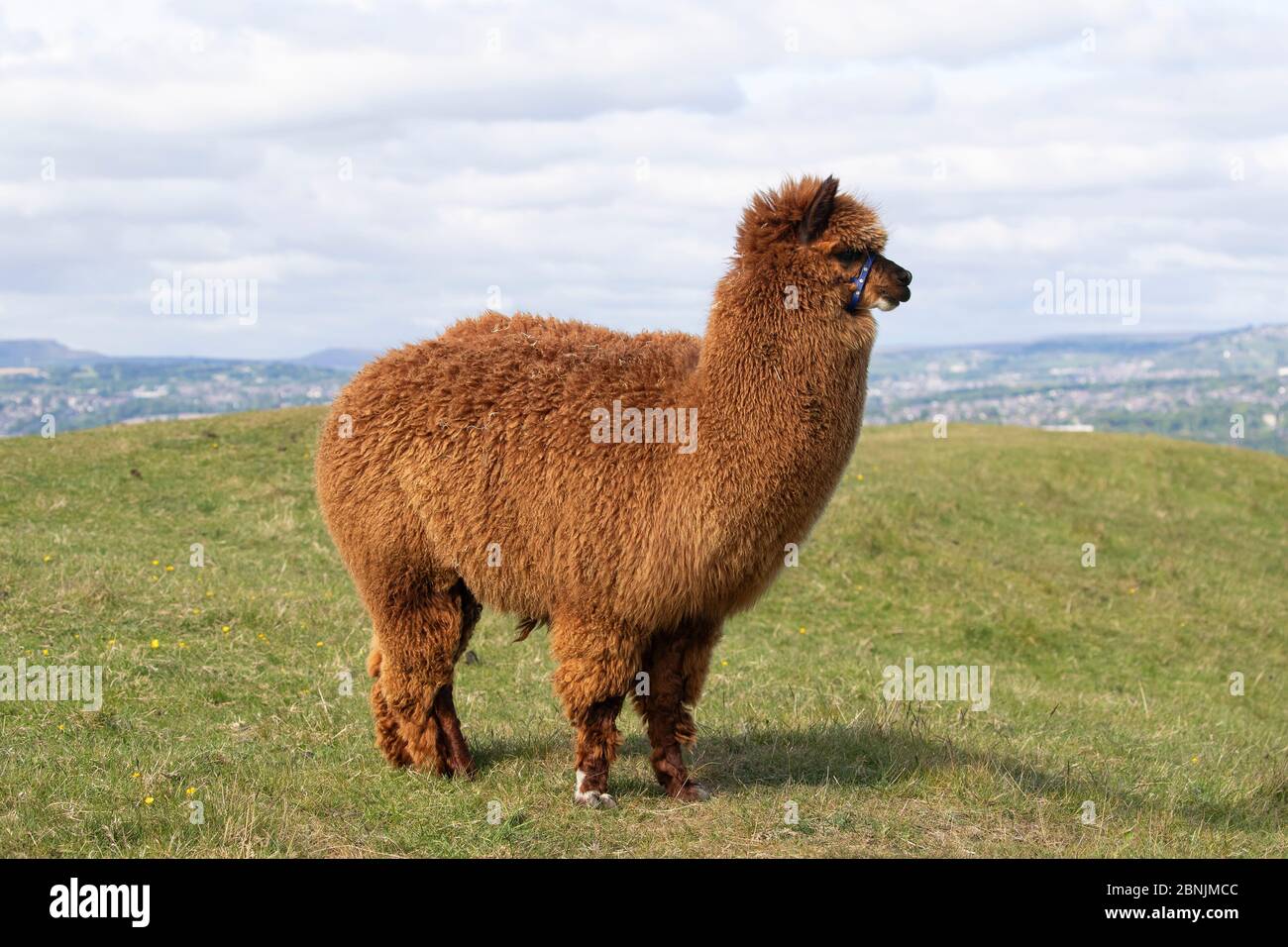 Native american pets hi-res stock photography and images - Alamy