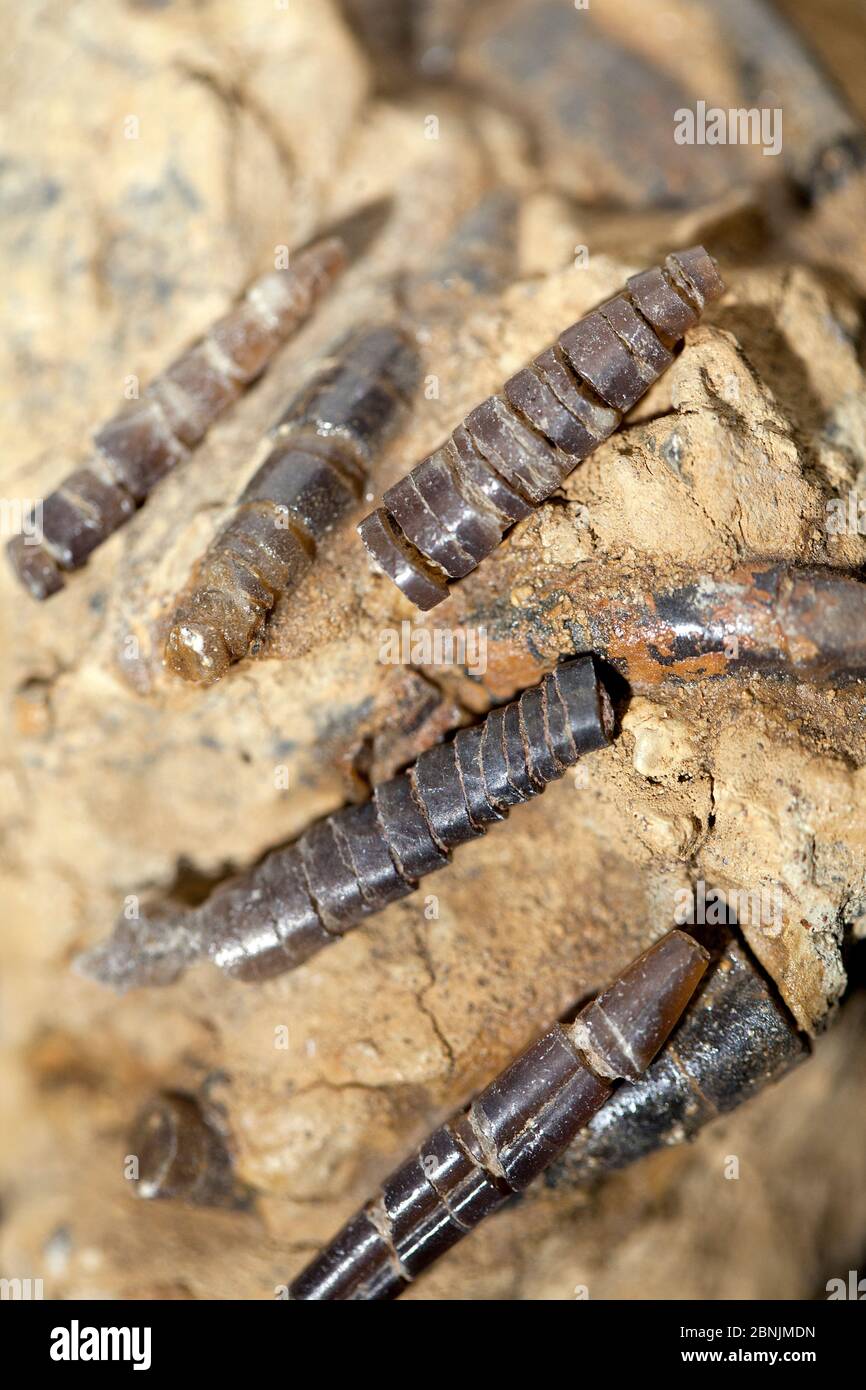 Calcite belemnite fossils, the calcite internal structures of ...