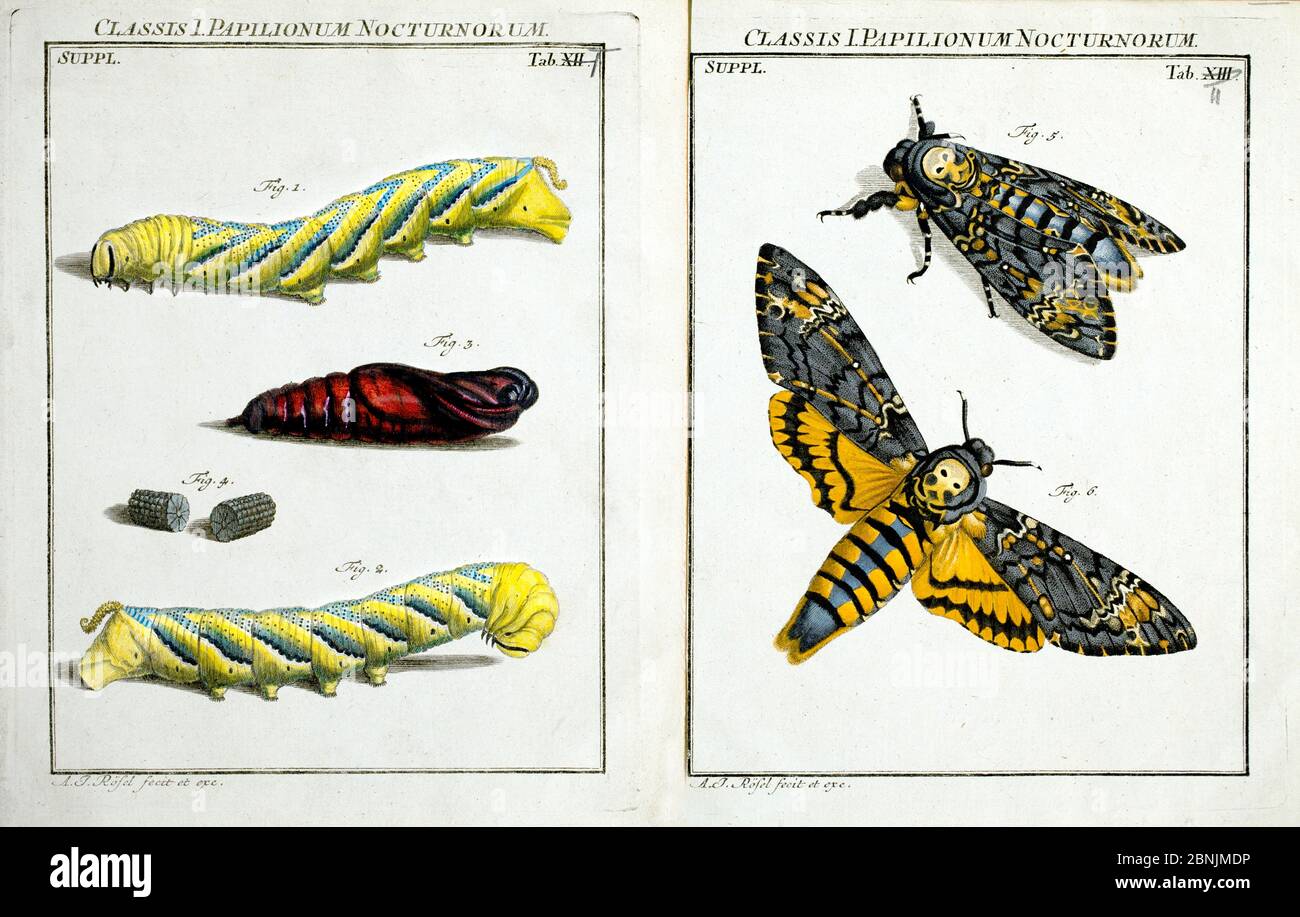 Illustration of Death's head hawkmoth (caterpillars, pupa and imago ...