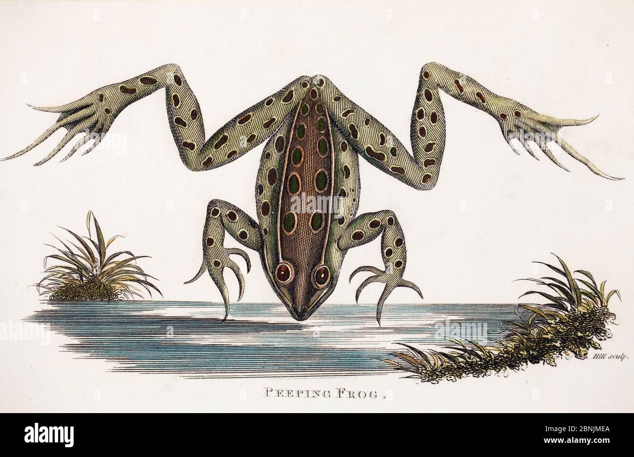 Illustration of Peeping frog - now commonly called Northern leopard ...