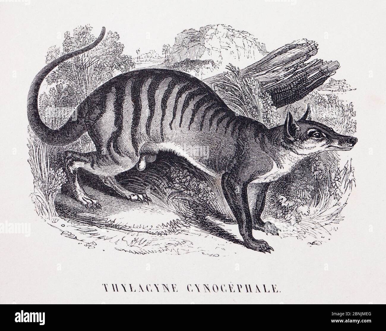 1877 animalia hi-res stock photography and images - Alamy