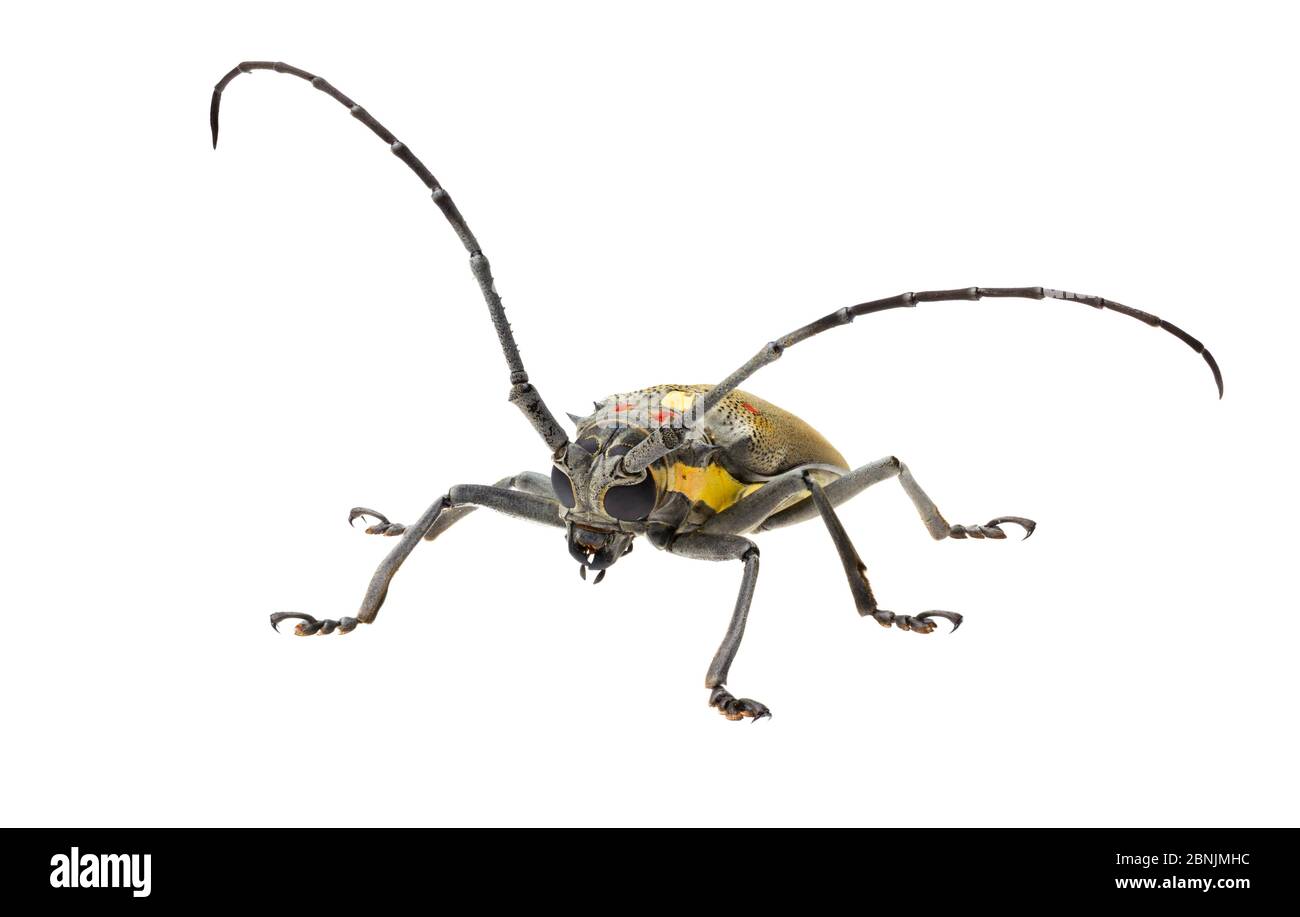 Giant longhorn beetle (Batocera rufomaculata) Central Coastal Plain ...