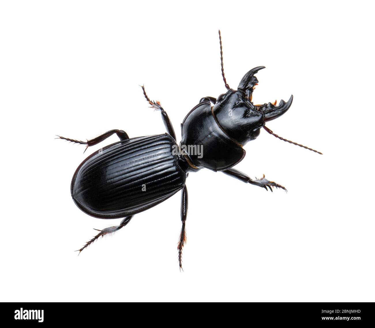 Israel southern coastal plain hi-res stock photography and images - Alamy