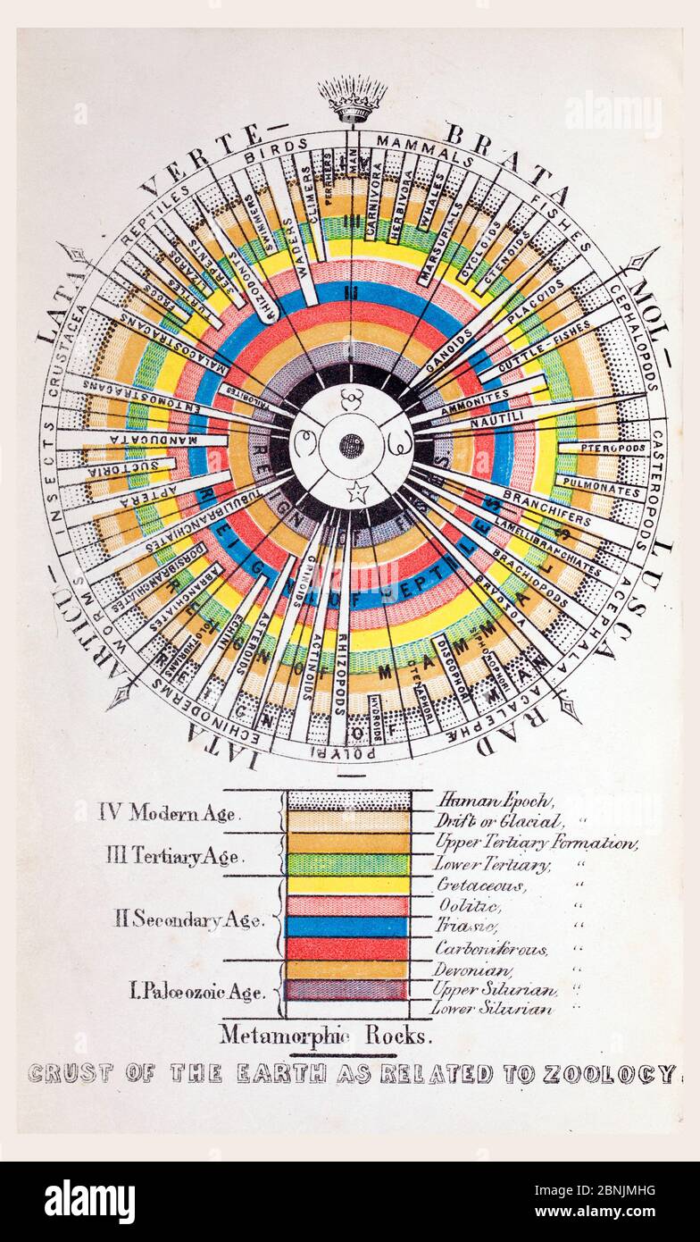 Charles Darwin Theory Of Evolution Chart