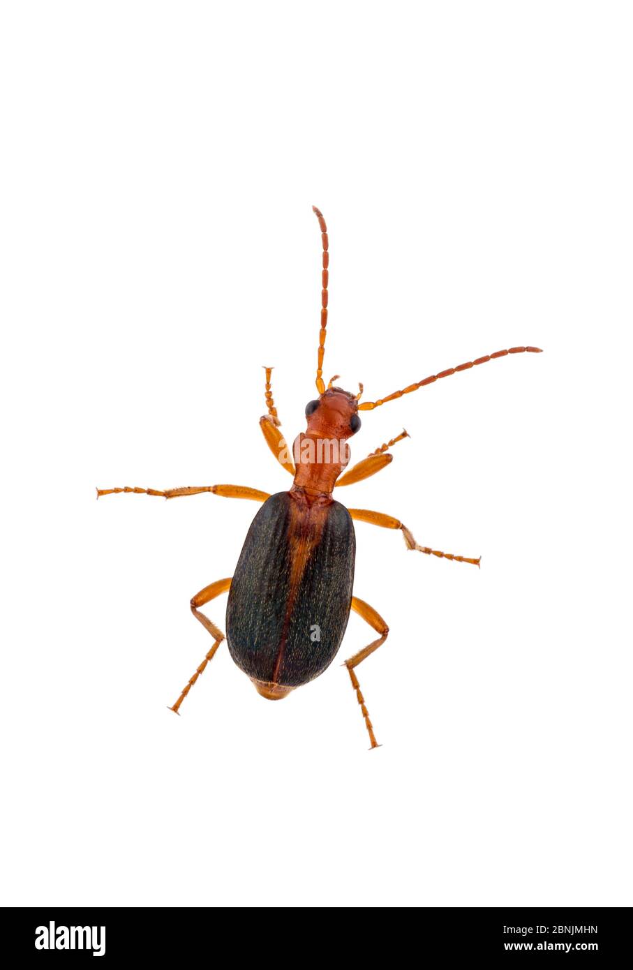 Bombardier beetle (Brachinus alexandri) Berekhat Yaar, Central Coastal ...