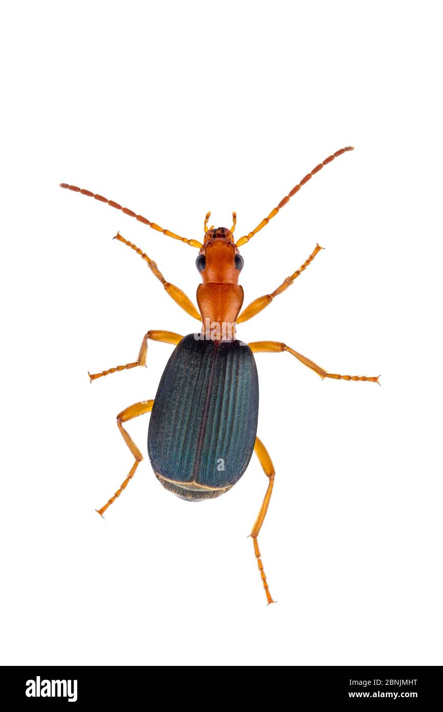 Bombardier beetle (Brachinus alexandri) Berekhat Yaar, Central Coastal ...