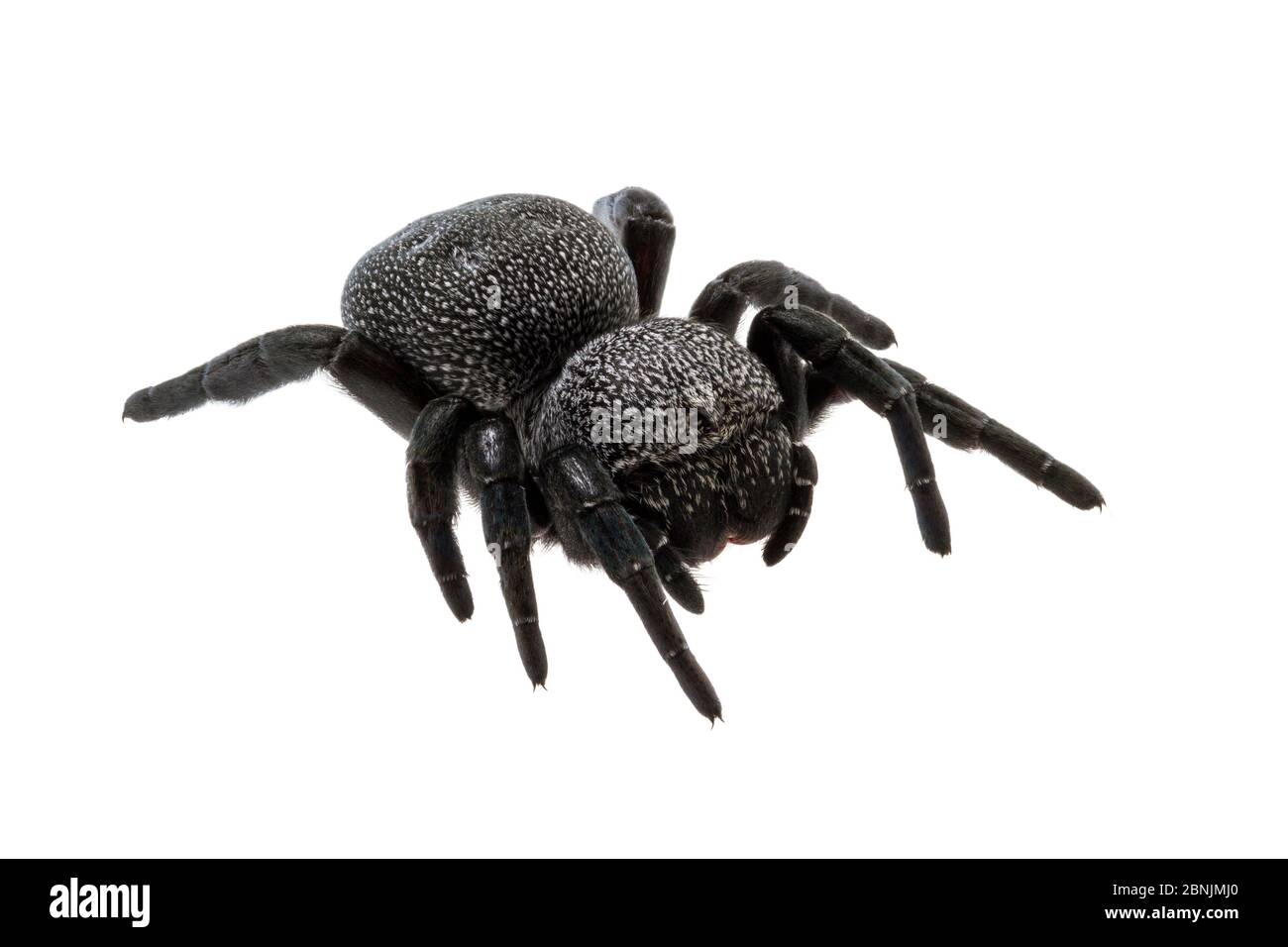 Ladybird spider eresus sp Cut Out Stock Images & Pictures - Alamy