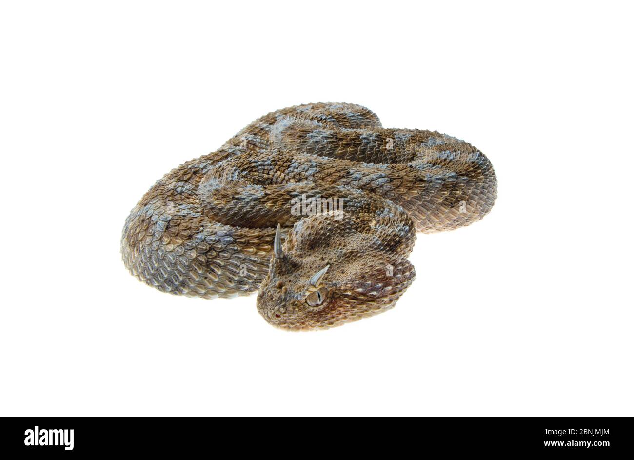 Arabian horned viper (Cerastes cerastes) from Shivta sand dunes ...