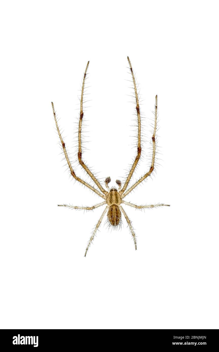 Male hairy crab spider (Heriaeus sp.) Central Coastal Plain, Israel ...