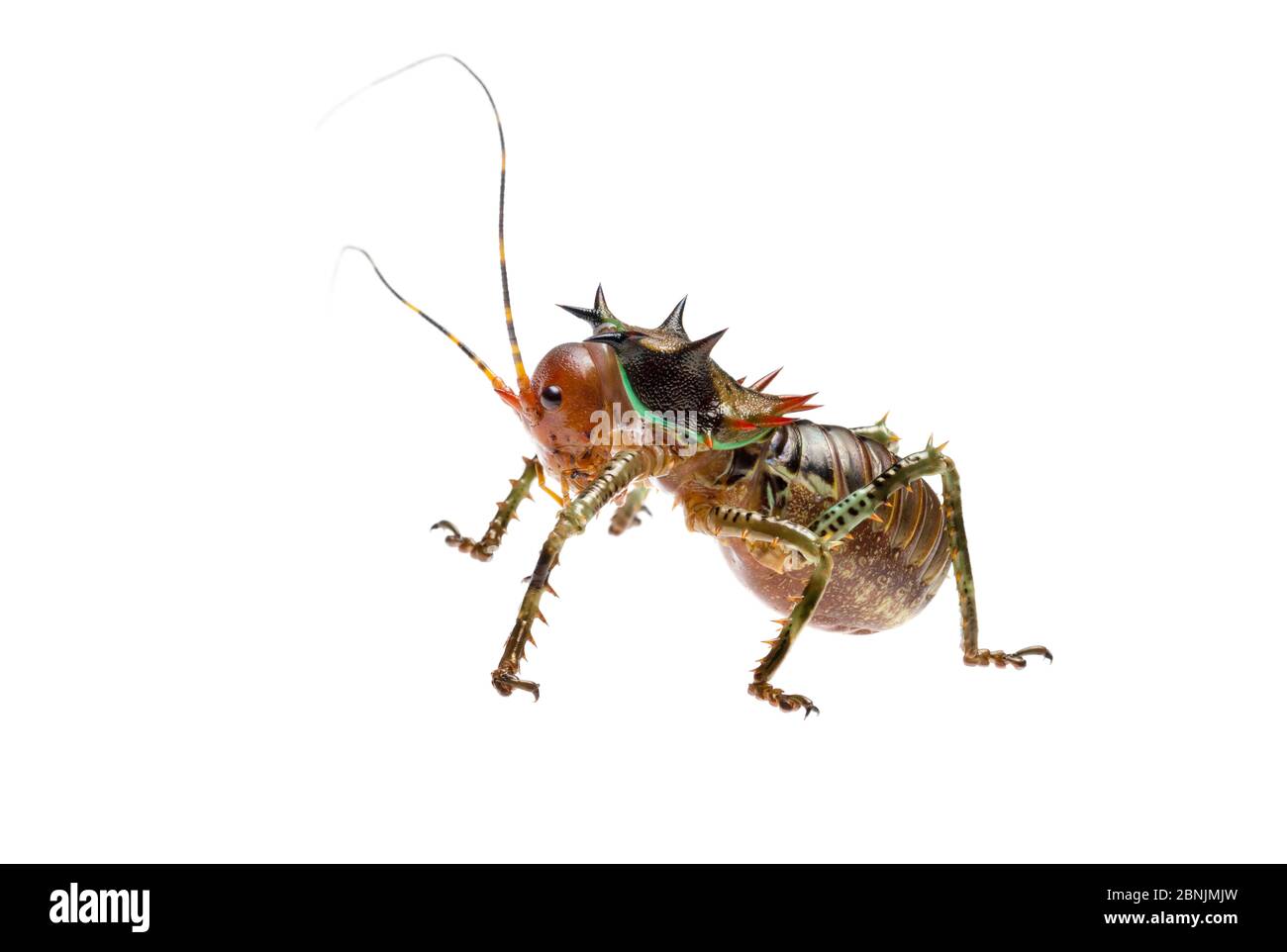 Armored cricket hi-res stock photography and images - Alamy