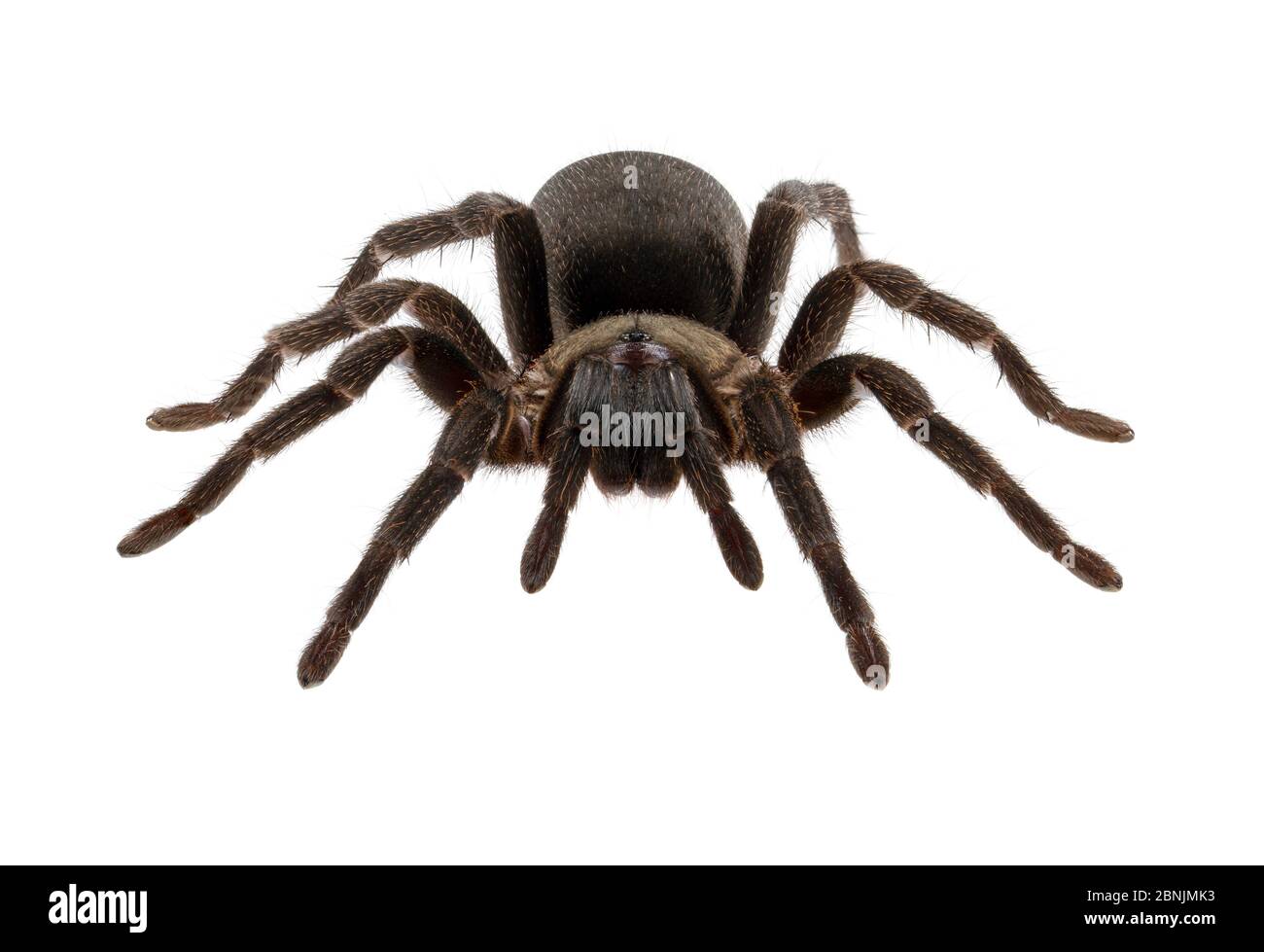 Israeli black tarantula (Chaetopelma olivaceum), adult female. Regavim ...