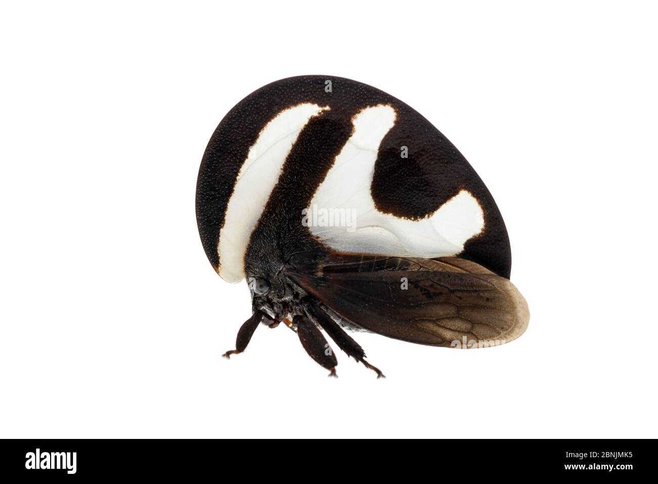 Helmeted treehopper (Membracis sp.).Jatun Sacha Biological Station ...