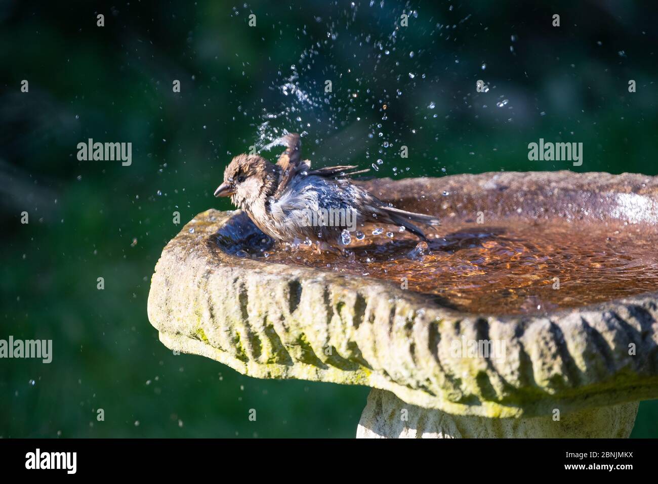 House Sparrow Passer domesticus bathing in a garden bird bath with ...