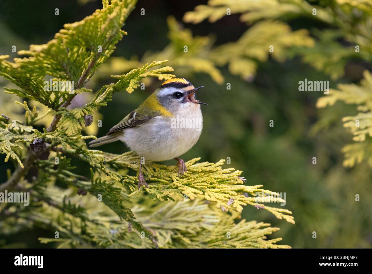 Firecrest (Regulus ignicapillus) male, Wiltshire, UK April Stock Photo ...