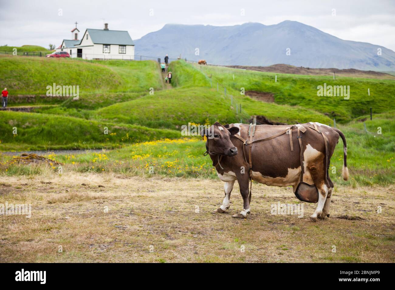 Udder care hi-res stock photography and images - Alamy
