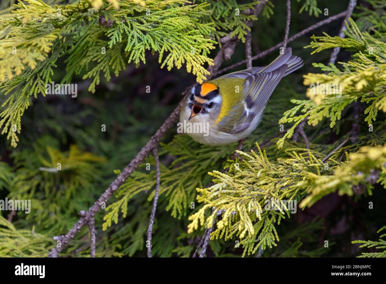 Firecrest (Regulus ignicapillus) male, Wiltshire, UK April Stock Photo ...