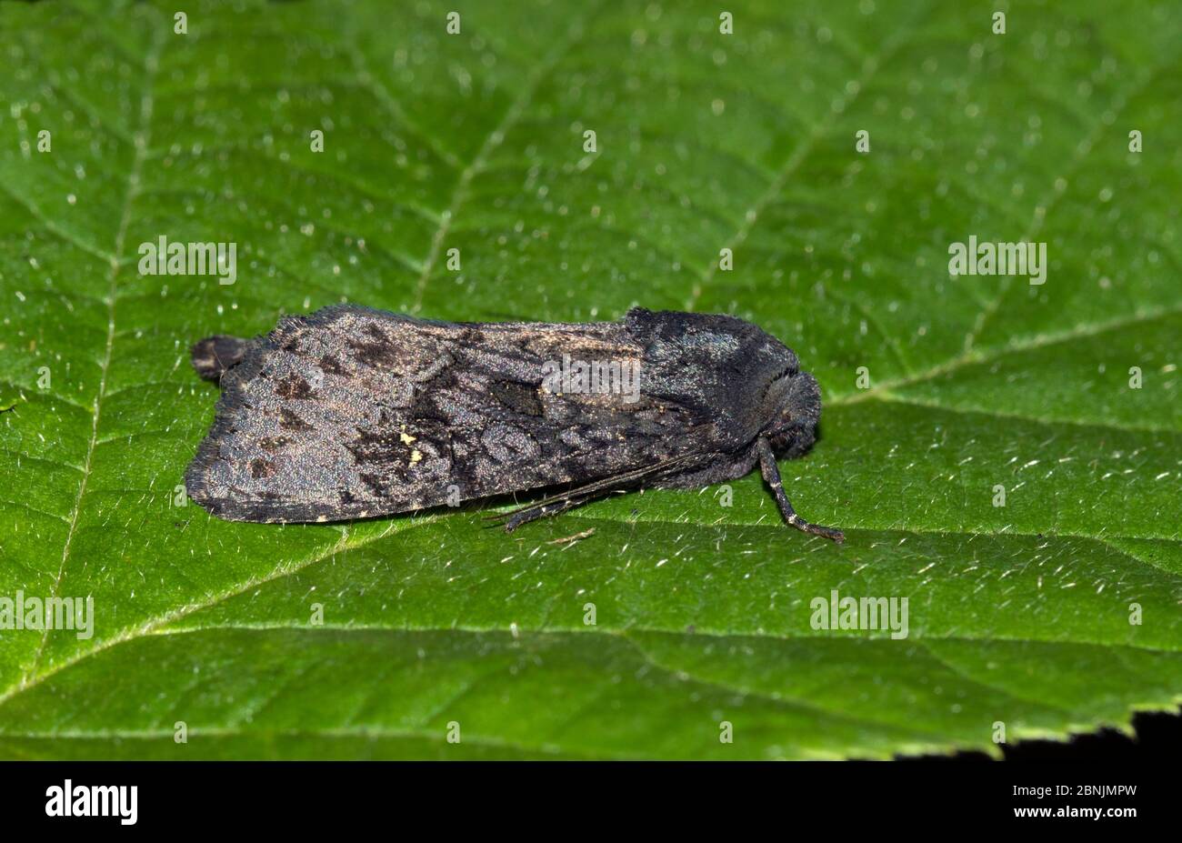 Black rustic moth (Aporophyla nigra) profile, Wiltshire, UK October ...