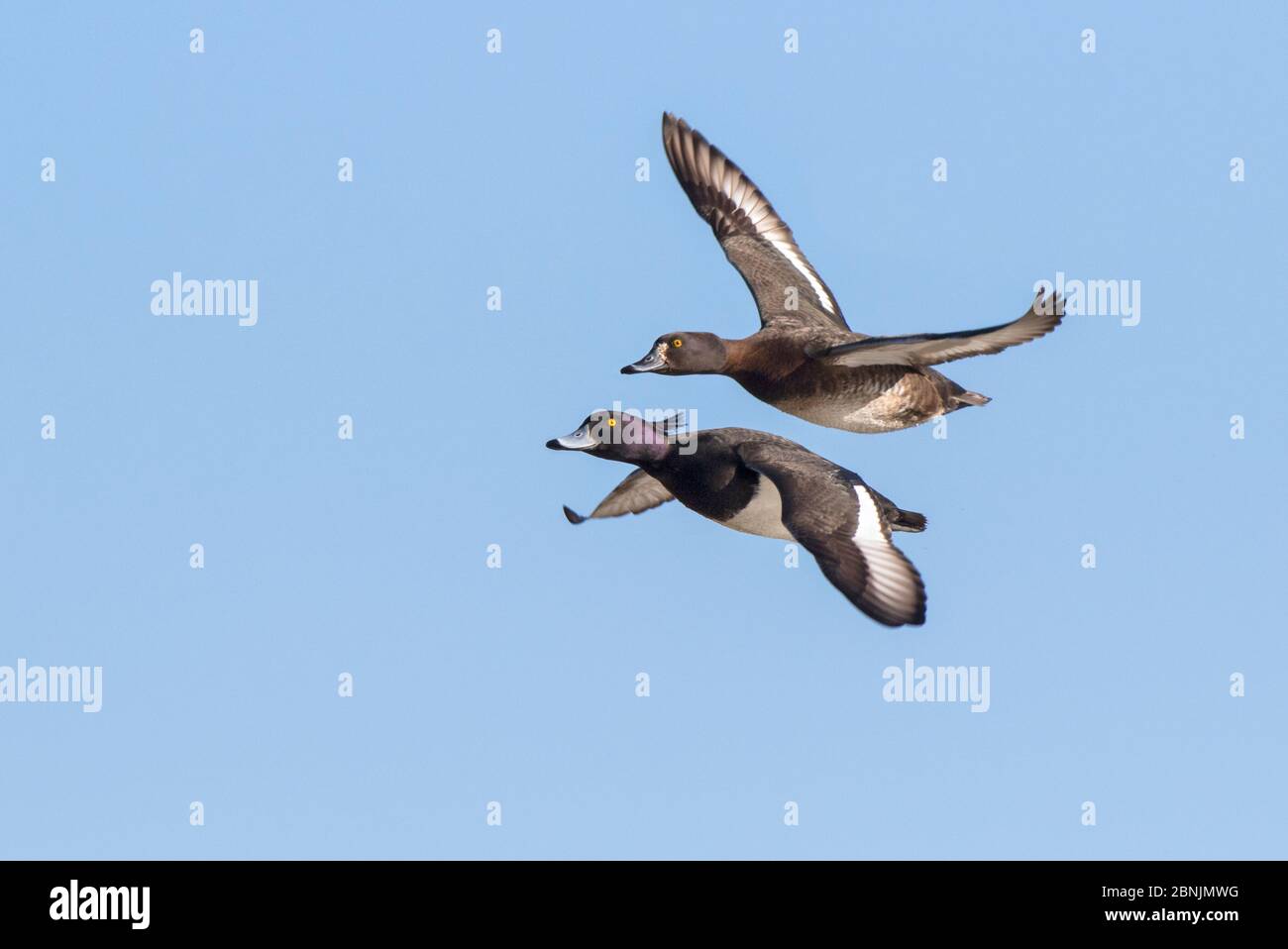 Tufted duck with negative space hi-res stock photography and images - Alamy